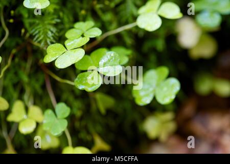 Clovers close up. Valley of Aspe, Pyrenees, France Stock Photo - Alamy