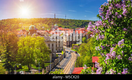 The blooming bush of lilac against historical Old Town of Prague, Czech ...