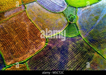 Ta Pa rice field in the morning beautiful on ripe rice days Stock Photo ...