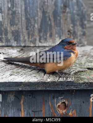 American barn swallow (Hirundo rustica erythrogaster) in flight ...