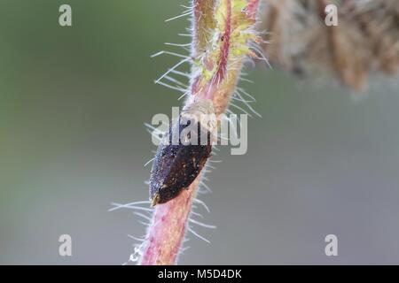 Meadow froghopper (Philaenus spumarius) spittle on a plant. The spittle ...