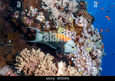 Sling-jaw wrasse (Epibulus insidiator) at night, House Reef dive site ...