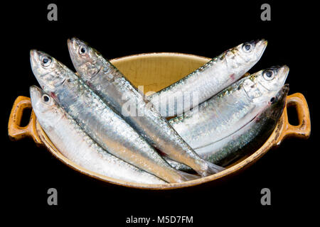 A pilchard. Sardines and pilchards are the same creature. At about 7in ...