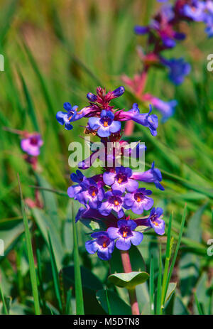 Alpine Penstemon, Penstemon alpinus, Scrophulariaceae, flower, wlid ...
