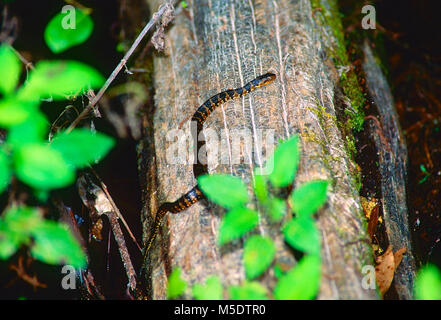 Banded Watersnake (Nerodia fasciata Stock Photo - Alamy