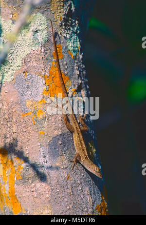Brown Anole, Anolis sagrei, Iguanidae, Anole, reptile, saurian, animal ...