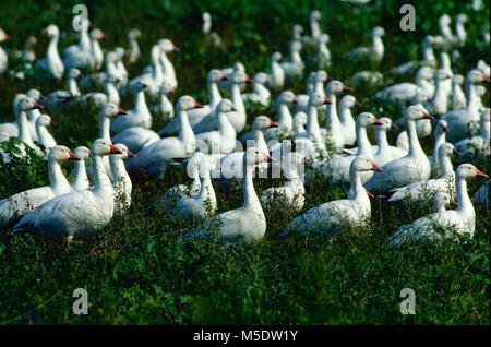 Ross's Goose - Chen rossi Stock Photo - Alamy
