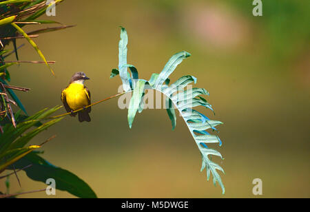 Grey-capped Flycatcher, Myiozetetes granadensis, Tyrannidae, Flycatcher ...