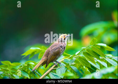 Straw-headed Bulbul, Pycnonotus zeylanicus, an endangered bird from ...