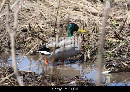 Mallard Duck (Drake) beside a ditch full of water Stock Photo - Alamy