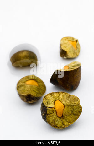 Mexican jumping bean moth larva. Coloured scanning electron micrograph ...