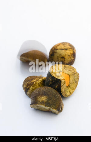 Mexican jumping beans. Sesbania pavoniana seeds invaded by larvae of a ...
