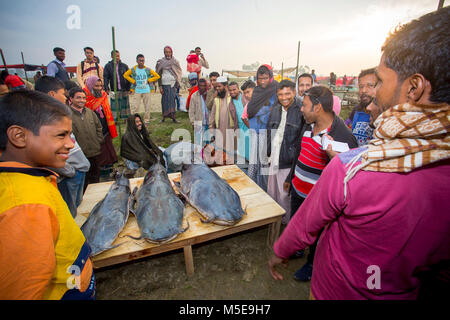 Sellers display a ‘Baghair’ fish weighing 100kg at ‘Poradaha Mela’ in ...