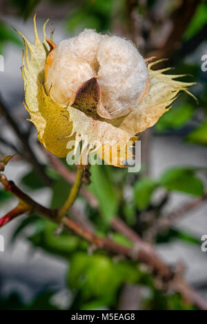 Tree cotton Gossypium arboreum flower bud Stock Photo - Alamy