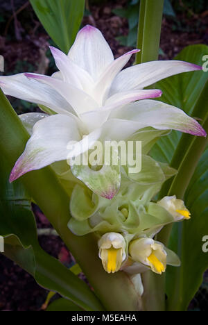 Ginger flower, this is true flower of edible ginger plant (zingiber ...