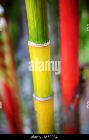 Close up of abstract multi colored pencils Stock Photo - Alamy