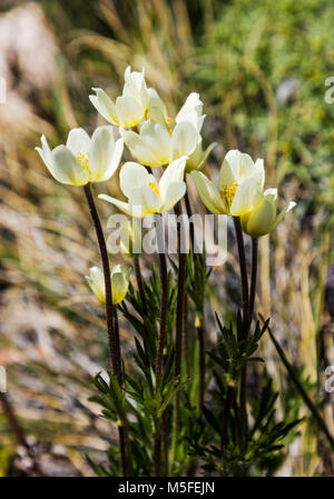 Anemone multifida; buttercup; cutleaf anemone; globe anemone ...