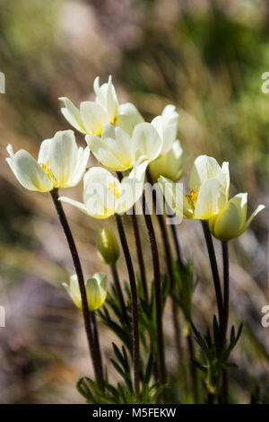 Anemone multifida; buttercup; cutleaf anemone; globe anemone ...