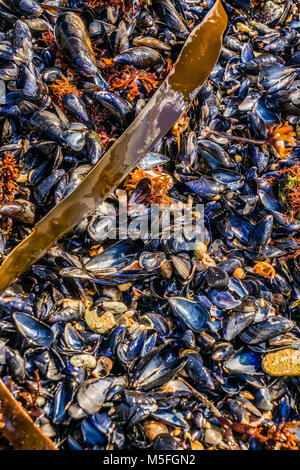 Mussel Shells Beavertail Lighthouse Jamestown, Rhode Island, USA Stock ...