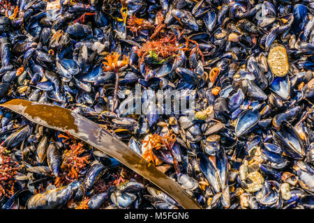 Mussel Shells Beavertail Lighthouse Jamestown, Rhode Island, USA Stock ...