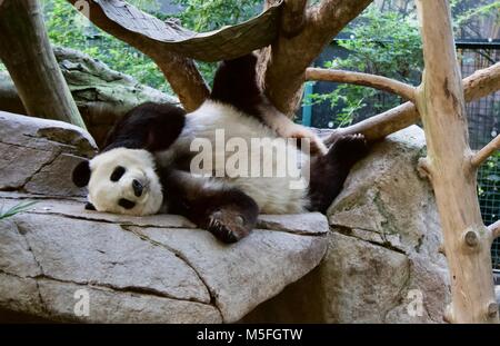 "Giant Panda Bear" at San Diego Zoo Stock Photo - Alamy