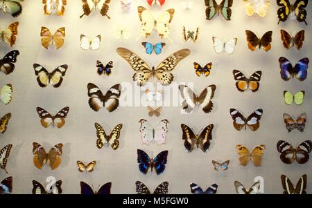 Butterflies museum display case butterfly displayed beauty bug diurnal ...