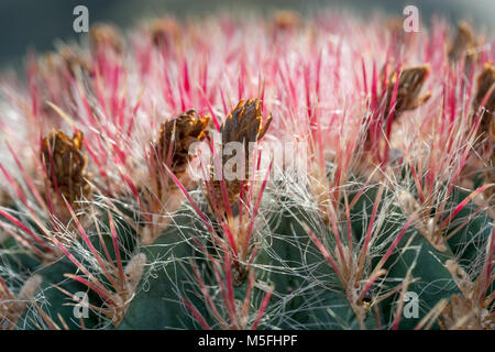 Barrel cactus (Ferocactus pilosus (= stainesii): Cactaceae) in desert ...