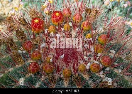Barrel cactus (Ferocactus pilosus (= stainesii): Cactaceae) in desert ...