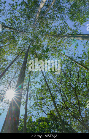 Tall trees rising skyward converging skyward with green leaves beyond ...