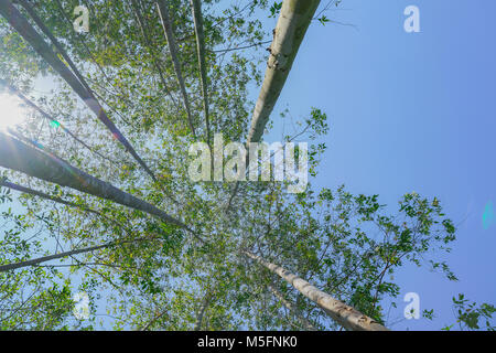 Tall trees rising skyward converging skyward with green leaves beyond ...