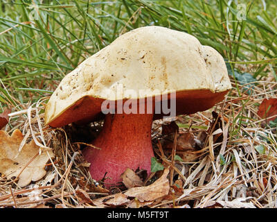 Devils Bolete, Satans Mushroom (Boletus satanas). Toadstoal in autumn ...