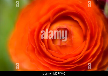 Persian buttercup. Bunch of orange ranunculus flowers on light gray ...