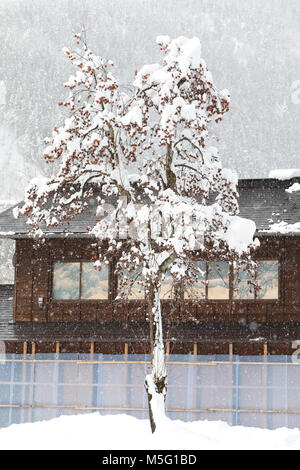 Persimmon tree snow Stock Photo - Alamy
