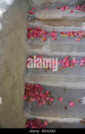 Rose petals on steps Stock Photo - Alamy