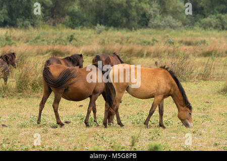 Wild horses in Letea forest from the Danube Delta in Romania Stock ...