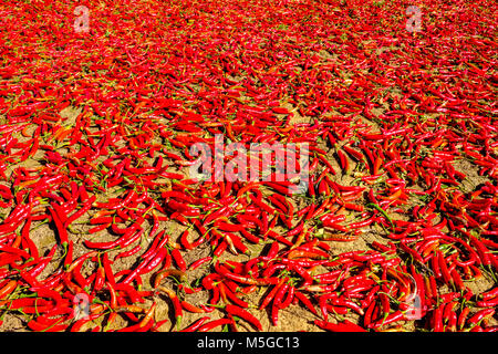 Myanmar (Burma), drying red hot chili peppers Stock Photo - Alamy
