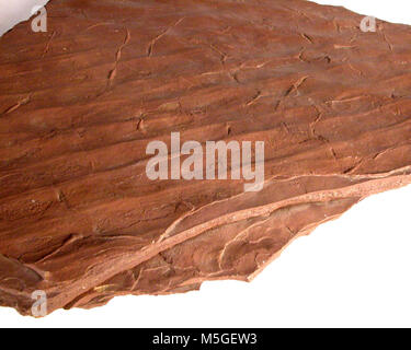 Grand Canyon Fossil Ripples in Shale FOSSIL - RIPPLE MARKS IN SHALE ...