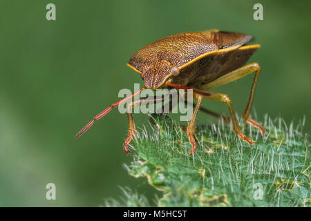 Gorse Shieldbug (Piezodorus lituratus) perched on the top of a gorse ...