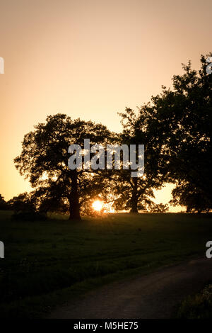 Sunset and oak trees. Sunlight through tree foliage. Yellow, red, green ...