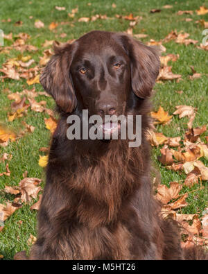 Brown flat-coated retriever dog sitting outside in the yard Stock Photo ...