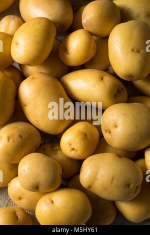 Fresh organic yellow raw potato vegetable, carbohydrate and starch ...