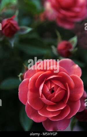 Lush bush of scarlet rose in green thickets Stock Photo - Alamy