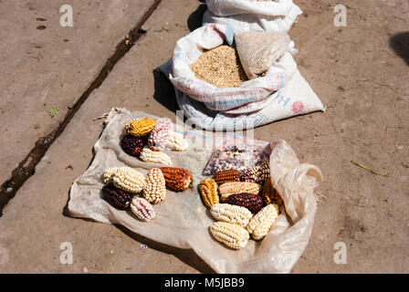 Native maize varieties. Grains of corn from various different examples ...
