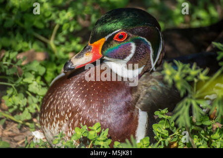 Wood Duck Portrait Stock Photo - Alamy