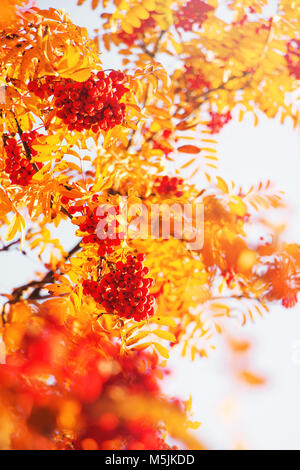 Sorbus Sunshine, Rowan berries on tree in august Stock Photo - Alamy