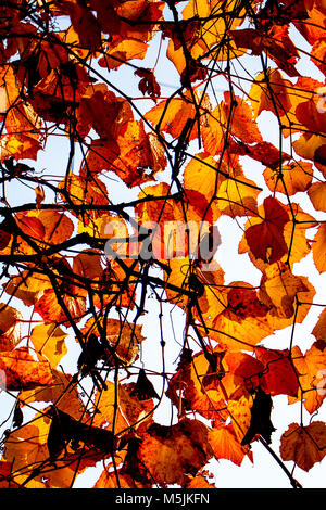 Autumnal ornament, red leaves of branch on green background Stock Photo ...