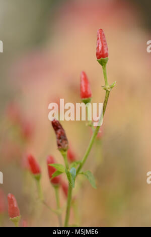 Chili tree with a spicy taste in red and yellow Stock Photo - Alamy