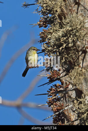 Common Jery (Neomixis tenella) adult perched on octopus tree in Spiny ...