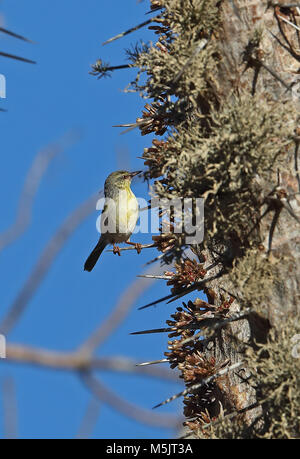 Common Jery (Neomixis tenella) adult perched on octopus tree in Spiny ...