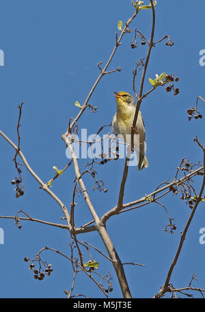 Common Jery (Neomixis tenella) adult perched on octopus tree in Spiny ...
